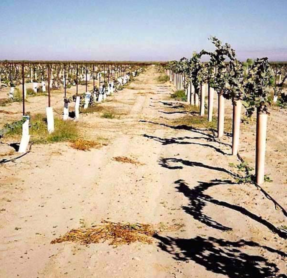 Grow Tubes For Vines Vineyards Orchard Plantra Jump Start | eBay