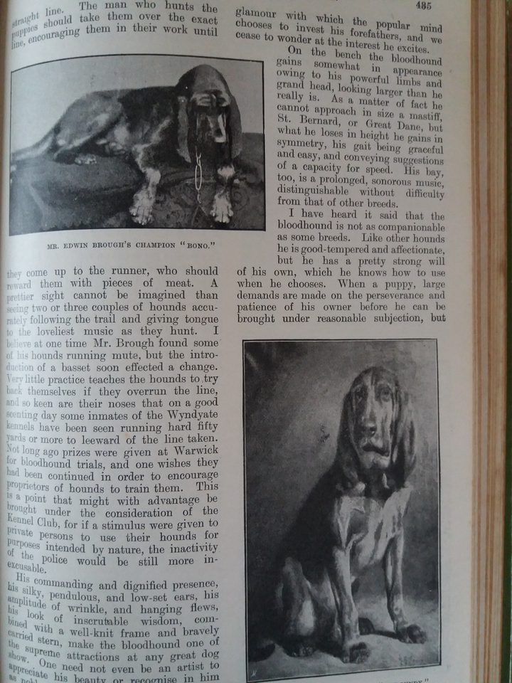 Detective Bloodhounds Man Tracker Dog Mr Brough Rare Old Victorian 1898 ...