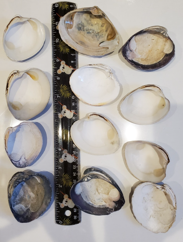 12 Clam Shells for Collectors, Crafts, Beach Decor or Gifting | eBay