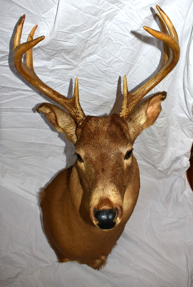8-Point Whitetail Deer Real Wild Fighting Stag in Rut Shoulder Mount | eBay