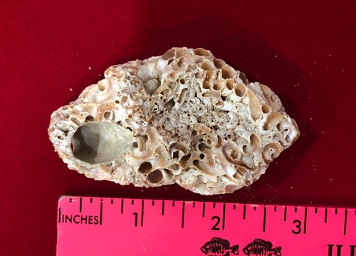 Dense Worm Shells, Tube Worm Fossil Colony, or Macaroni/Trypophobia ...