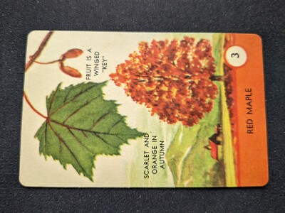 1962 Ed-U-Cards Tree Spotter Game Card # 3 Red Maple (NM) | eBay