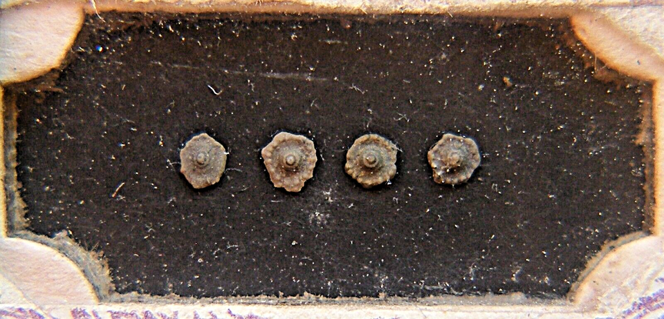 Antique FOSSIL MICROSCOPE SLIDE, CIDARIS PLATES | eBay