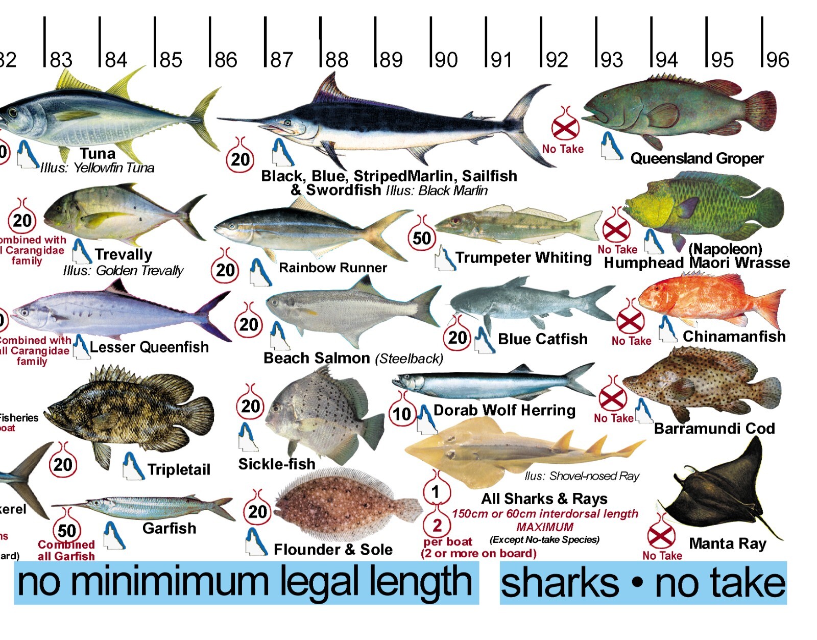 Fish Measure sticker decal QLD & Great Barrier Reef | eBay