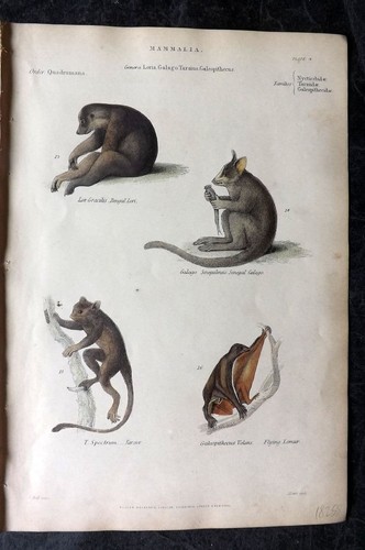 Richardson 1862 Hand Col Print. Bengal Lori, Galago, Tarsier, Flying ...