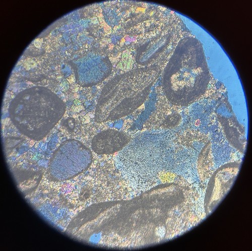Antique Geological Microscope Slide. Section Nummulitic Limestone ...