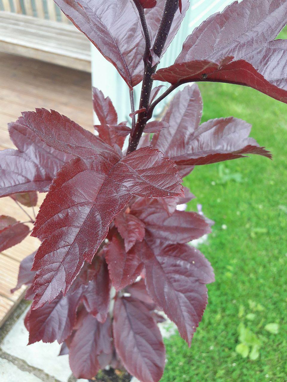 Crab Apple Malus 'Toringo Scarlett' Branched Tree 4-5ft Tall, Tasty ...