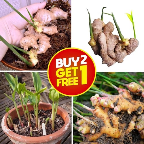 25+ Sprouted Ginger live rhizomes bulbs Ready To Plant zingiber plant ...