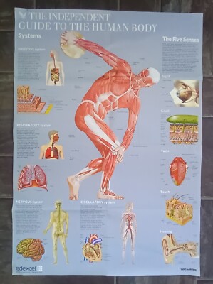 Educational A1 Poster The Human Body Systems & Senses KS3 KS4 Science ...