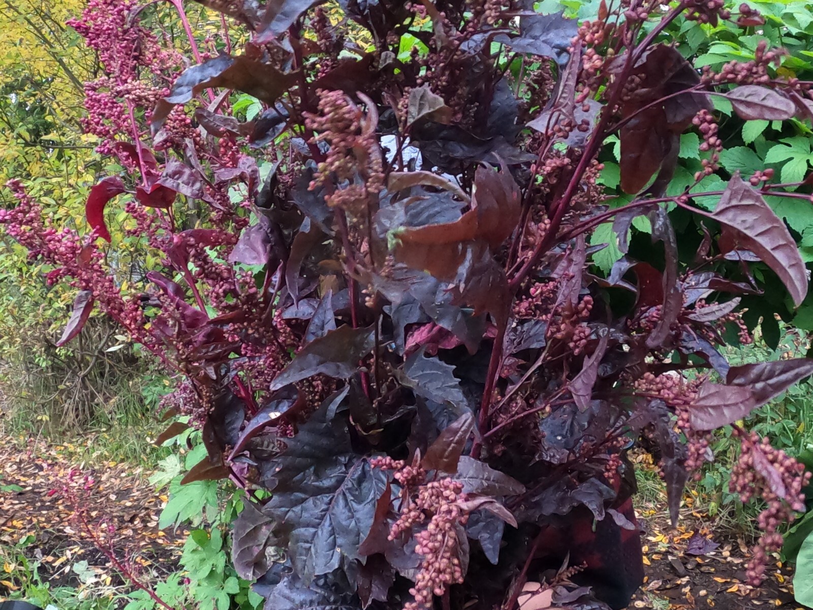 25 Orach Purple spinach/Atriplex hortensis seed. Alaska Grown! | eBay