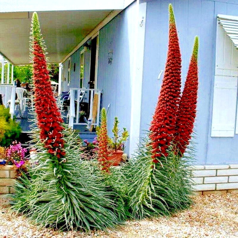 20 TOWER OF JEWELS (Echium Wildpretii) Red Hummingbird Flower Plant ...