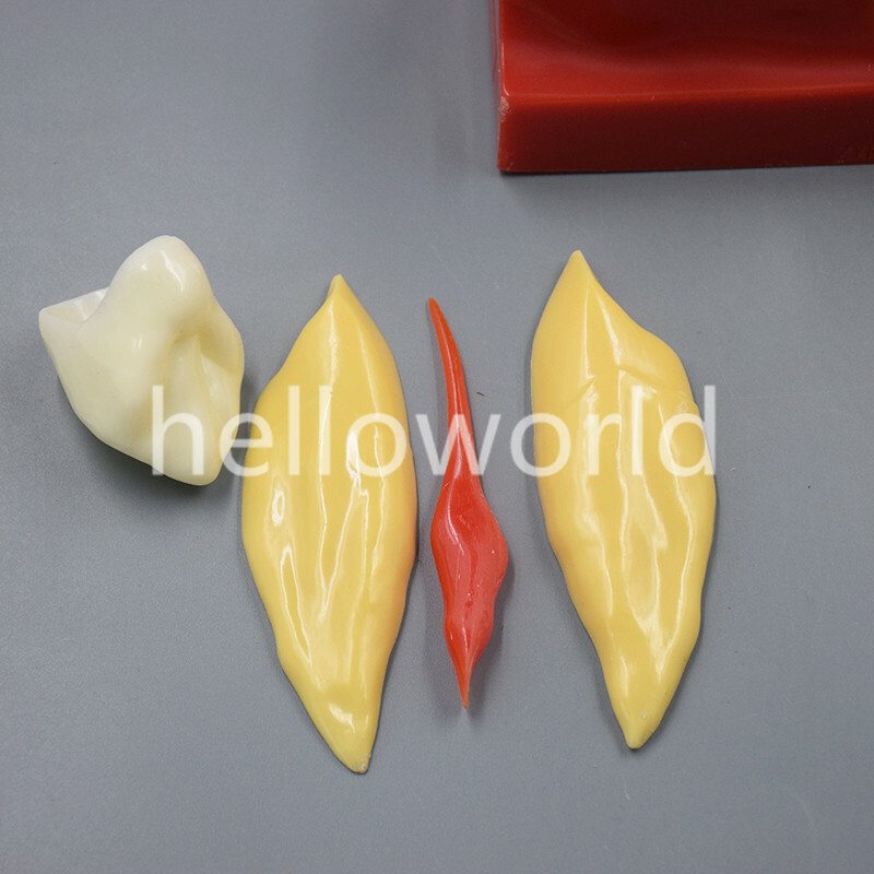 Dental Endodontic Study Teeth Model 4 Times Tooth Anatomy Anatomical ...