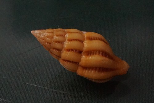 Peristernia Incarnata 27.1 mm F+++/GEM Unusual collectible Specimen WOW! | eBay