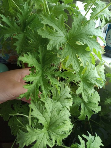 Lemon scented geranium pelargonium citronella Anginka cytrynka rooted ...