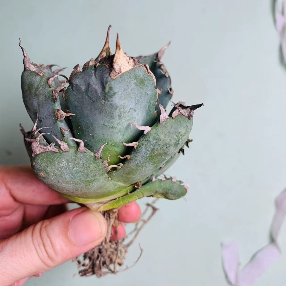 Sale Rare plant SucculentLive Agave titanota 'Magic Ball’ WYSIWYG ...