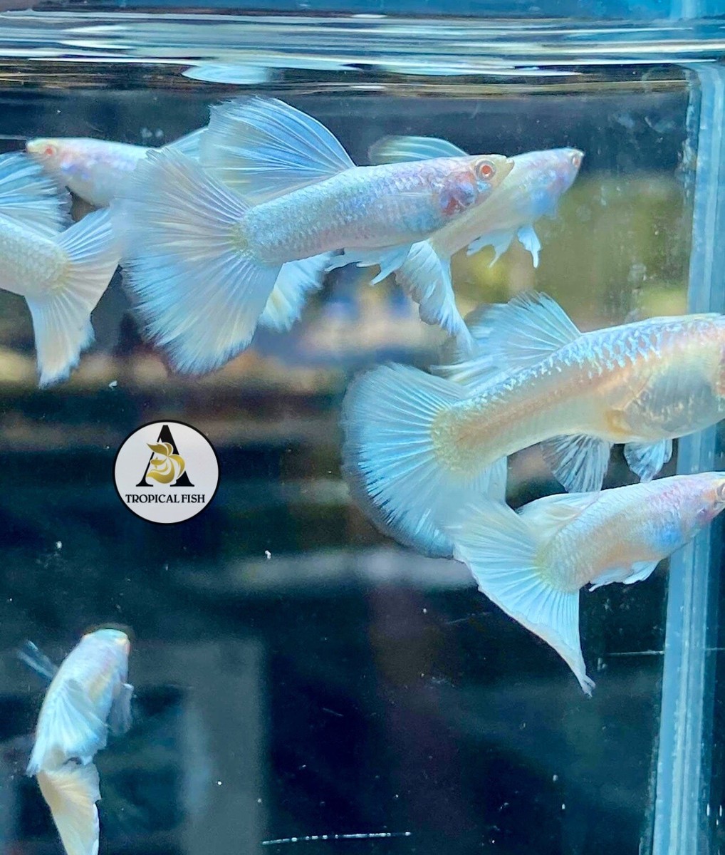 White Aquarium Fish