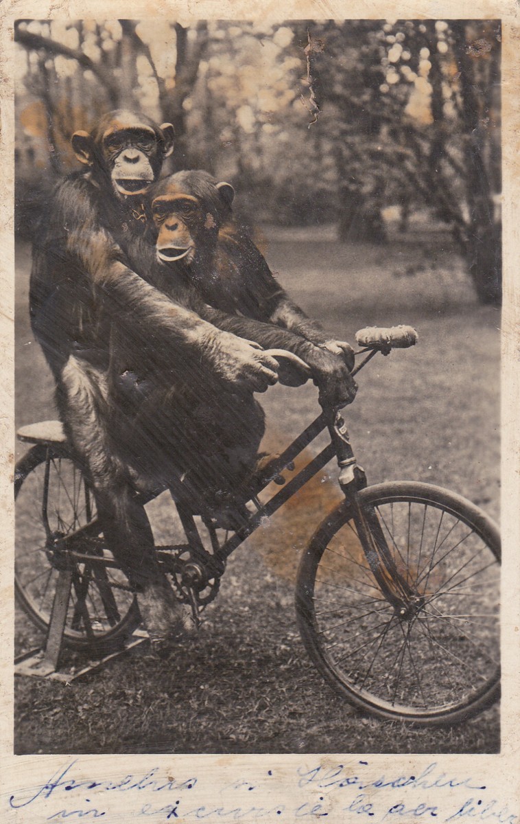 Monkey Riding Bike