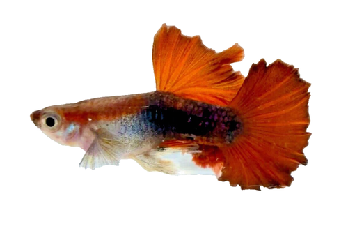 1 MALE HB Red Rose Fancy Guppy. Live Fish. A+++ Quality | eBay