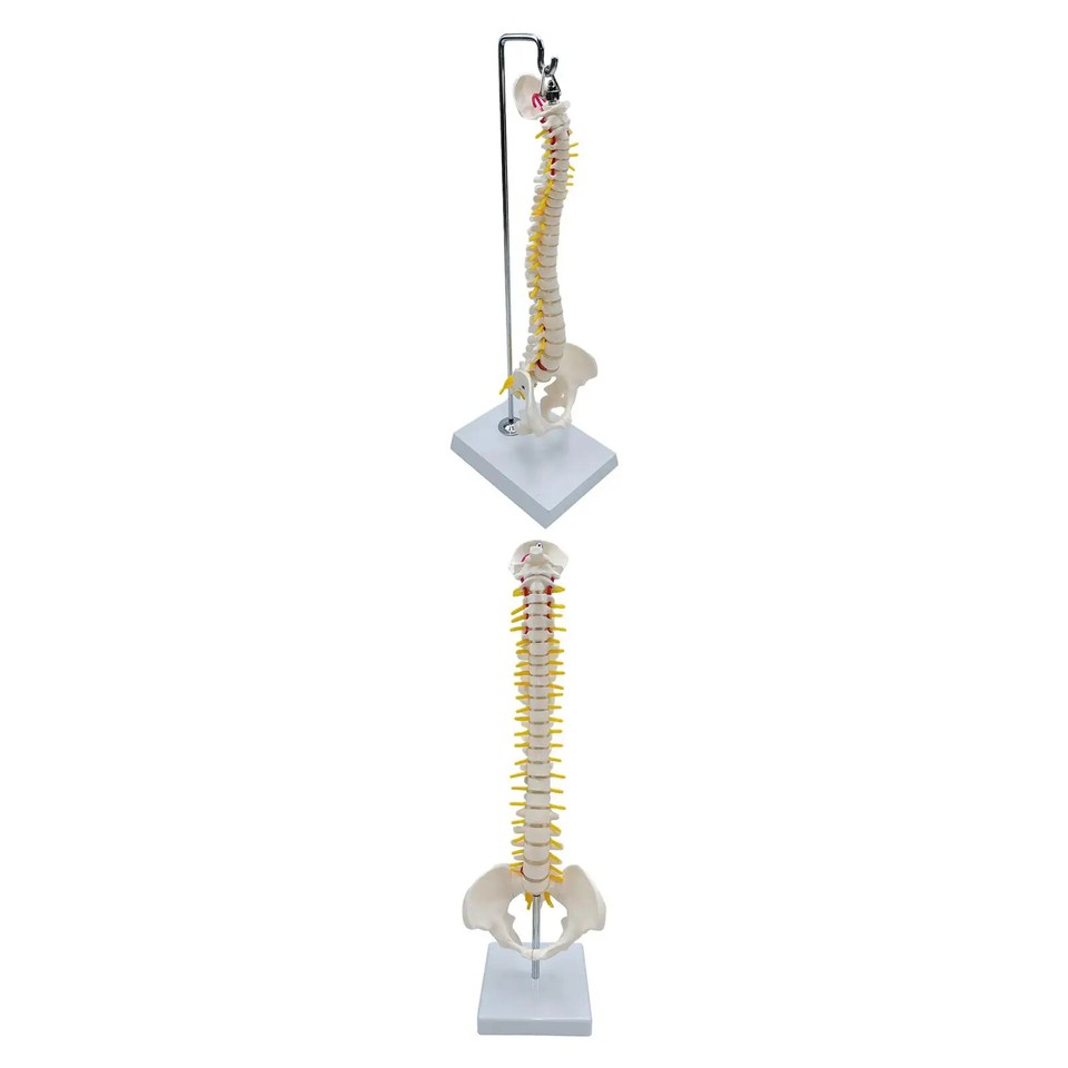 Life Size Spine Model Skeleton Anatomy Model with Flexible Vertebrae ...