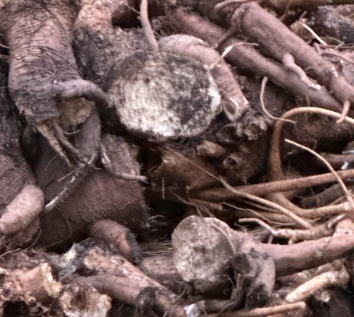 Fresh Poke Weed Root by the Pound | eBay