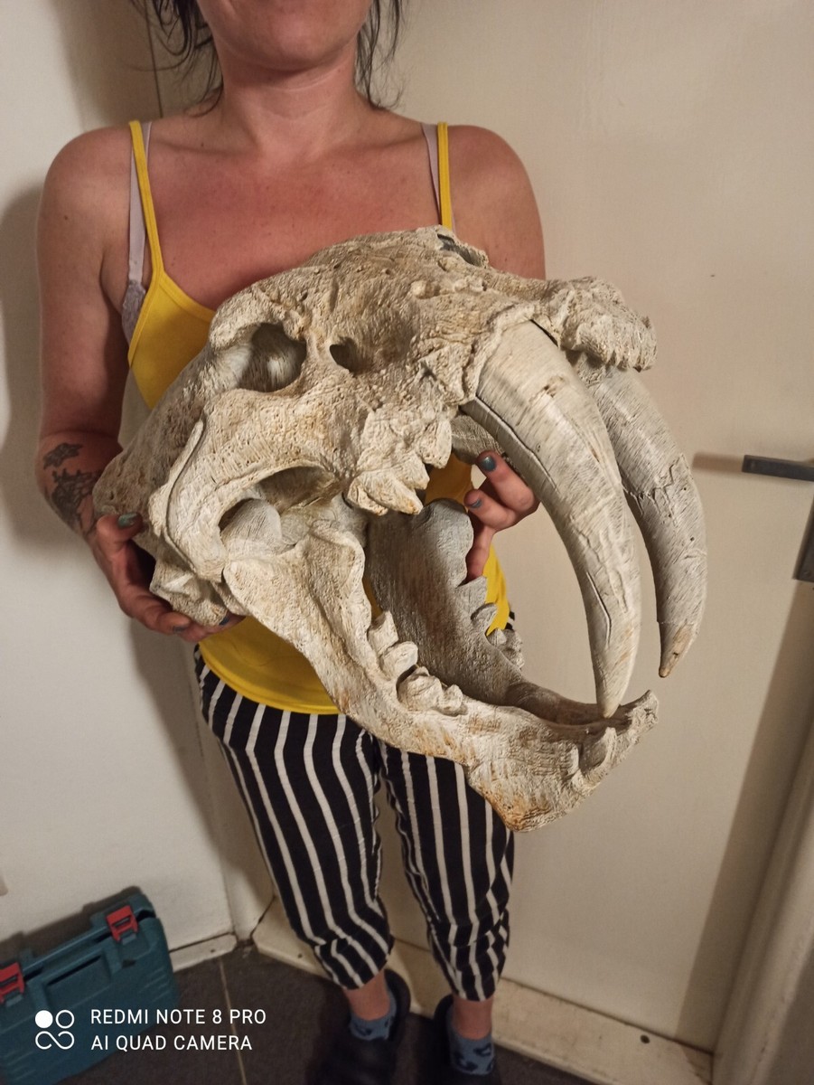 Smilodon Populator Skull