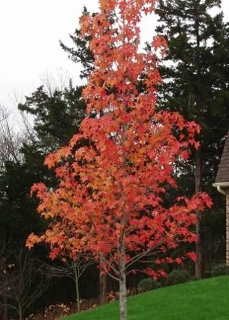 Styraciflua Sweetgum Liquidambars Star Shaped Leaves Garden Live Plant ...