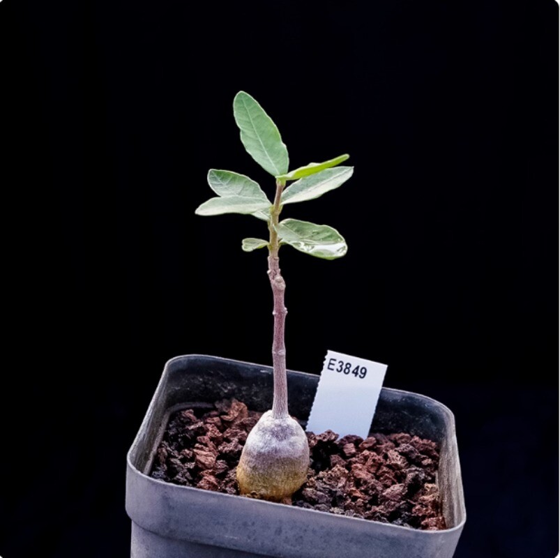 Fockea edulis Cactus Succulent Plant Garden Beautiful Plant | eBay