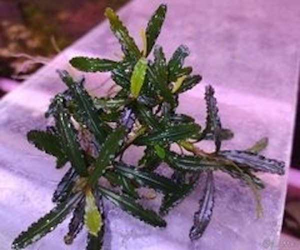 NEW & RARE Bucephalandra Catherine Catherinae Green Live Aquarium Plant ...