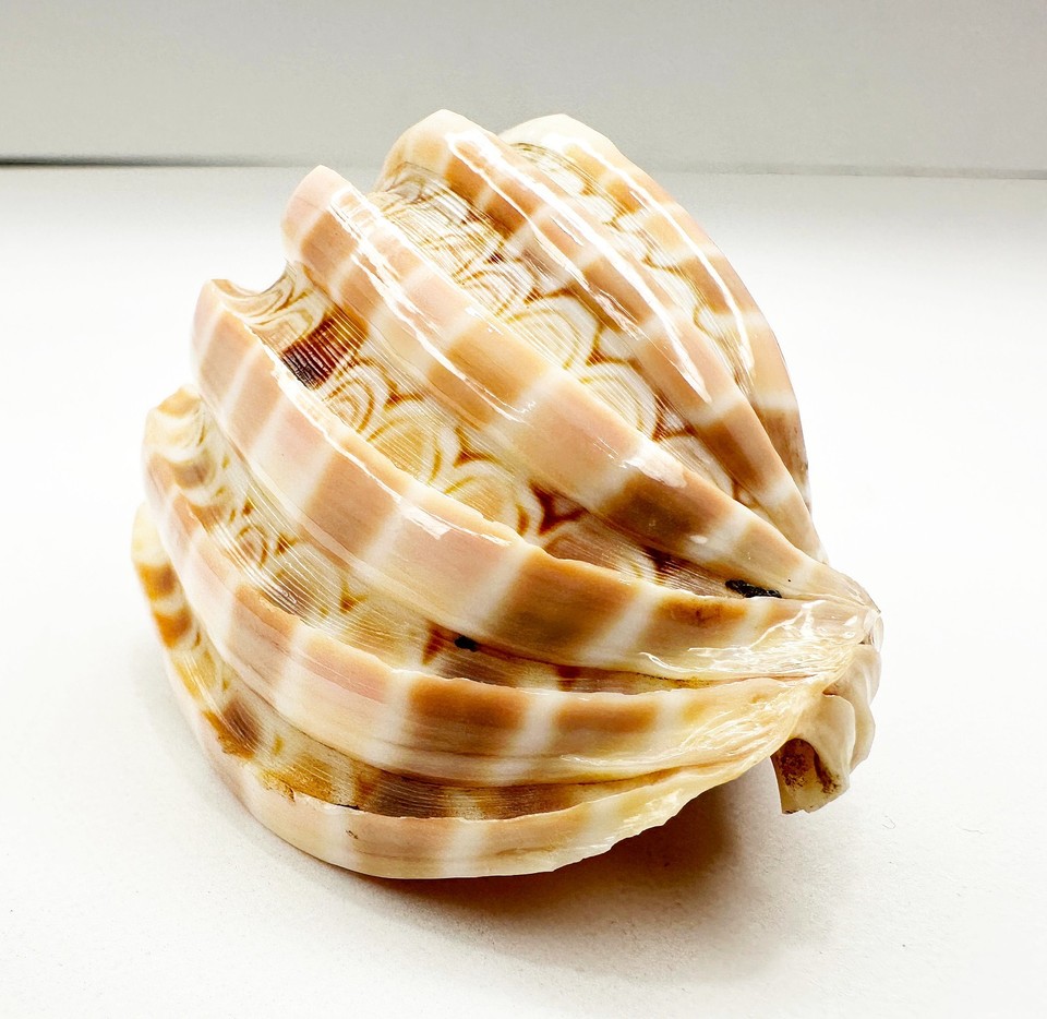 Pair of Harpa Major Seashells Matched Pair Beautiful Sharp Ribs & Deep Patterns | eBay