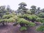 Japanese Yew, Taxus cuspidata capitata, Tree Seeds (Evergreen, Topiary ...