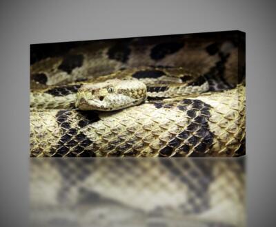 Rattlesnake Snake CANVAS PRINT Wall Decor Giclee Art Poster Animals ...
