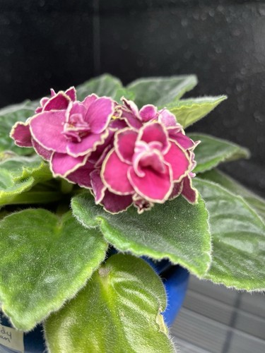 African Violet Starter Plant Candy Man | eBay