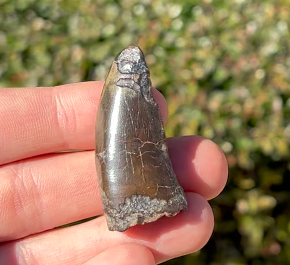 Uzbekistan Tyrannosaur Dinosaur Tooth RARE Timurlengia Bissekty ...