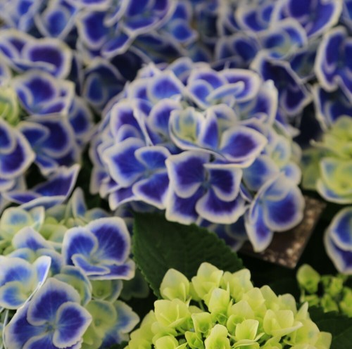 T&M Hydrangea Bavaria Garden Patio Flowering Hardy Shrub 9cm Potted ...