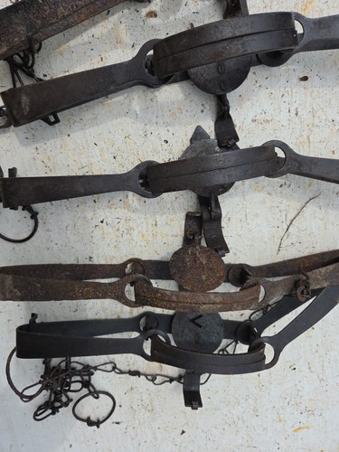 Lot Of 8 Victor Blake & lamb Number 3 Double Long Spring Traps Trapping ...