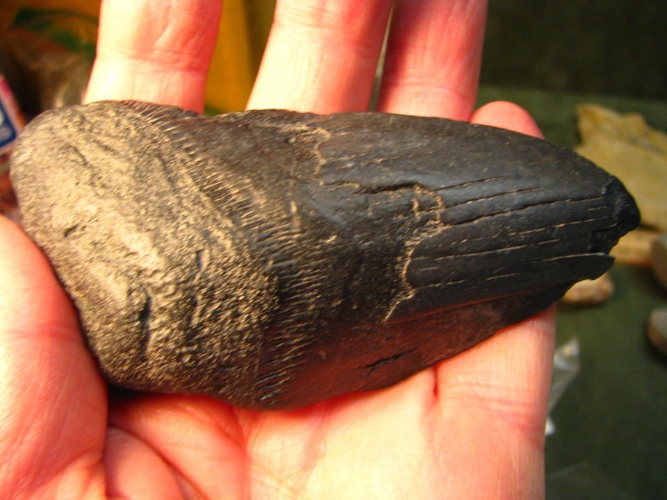 8 FOSSILS 4.2inch MEGALODON TOOTH LEAF PLATES CORALS BRACHIOPOD #320 | eBay