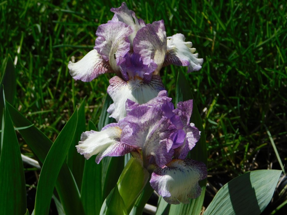 Standard Dwarf Bearded Iris MINI MOUSE per 2 rhizomes | eBay