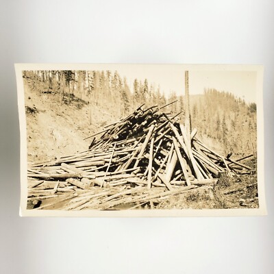 Mystery Forest Log Pile Photo 1920s Antique Forest Logging Vintage ...