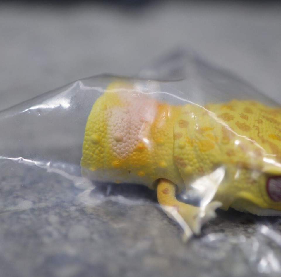 Bandai Gashapon Leopard Gecko Action Figure Selection | eBay