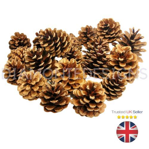 Natural Pine Cones Approx 60 Per kg Quality Pinecone's Florists Crafts Cone | eBay