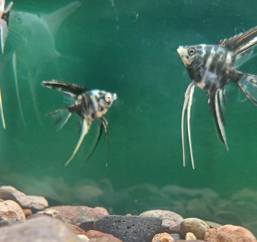 Angelfish Lot of 4 – Electric Blue Marble & Platinum Panda – Live ...
