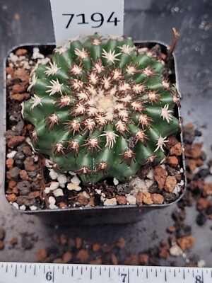 Stunning Discocactus Hybrid (Horstii x Bahiensis) - Rare Cactus #7194 ...