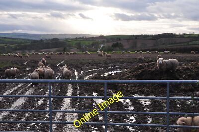 Photo 6x4 Mid Devon : Muddy Field & Sheep Hockworthy Sheep in a muddy ...