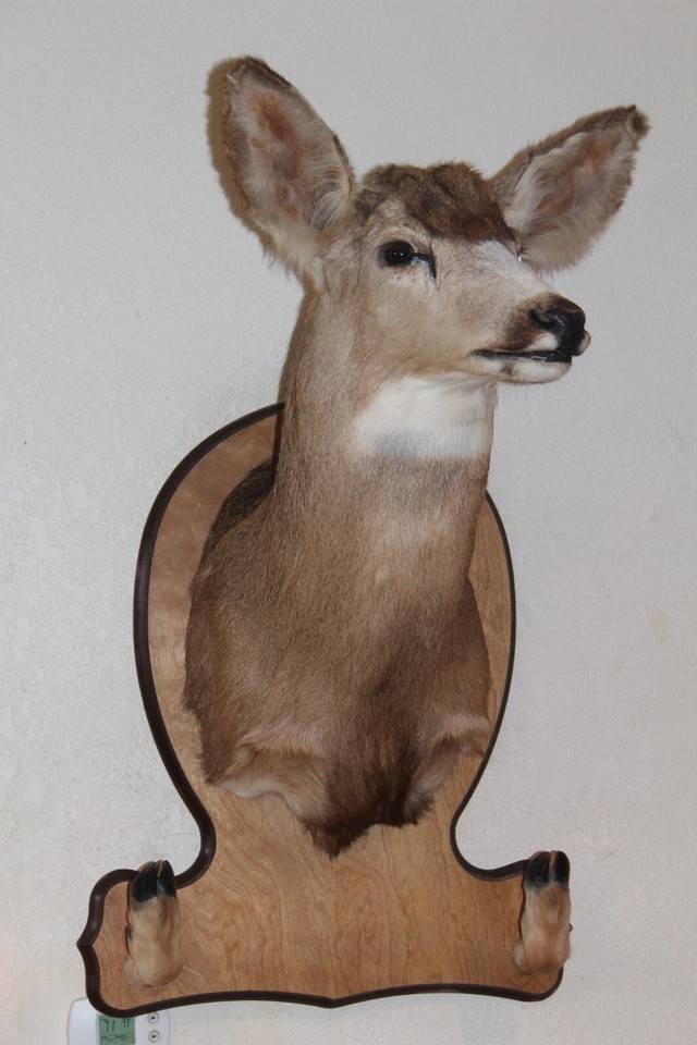 Mule Deer Head Shoulder Mount Taxidermy Cape Shed Antler Hunt Whitetail ...