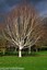 Betula utilis Jacquemontii / Himalayan Birch Tree grown peat free 4-5ft ...