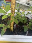 2 Live Plants 4-9”Tall Longa Fruit Tree Tropical Fruit Live Plant ...