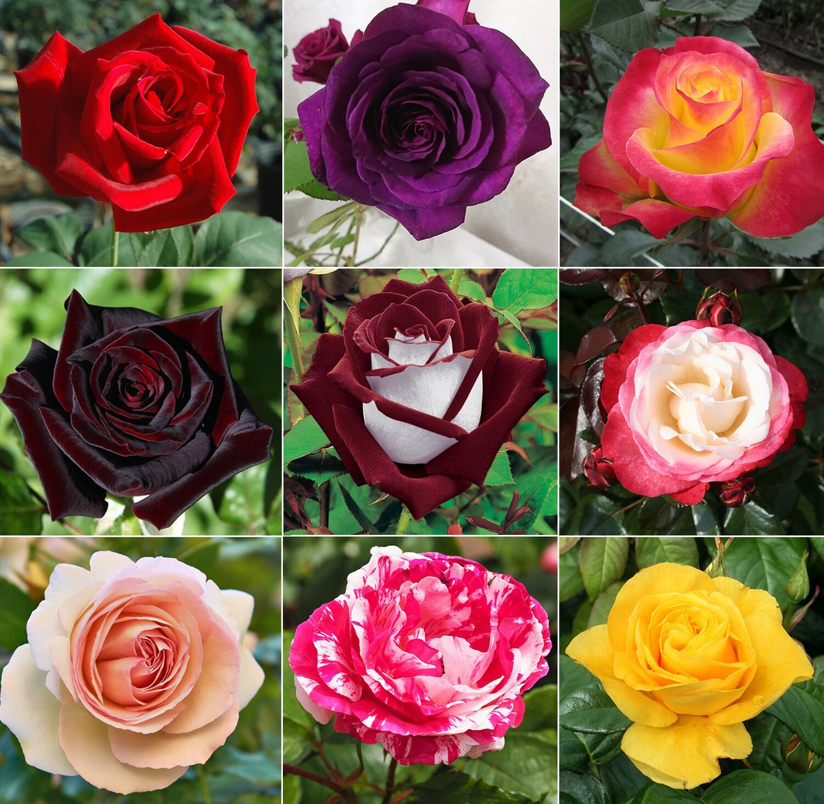 Osiria Roses Order Online
