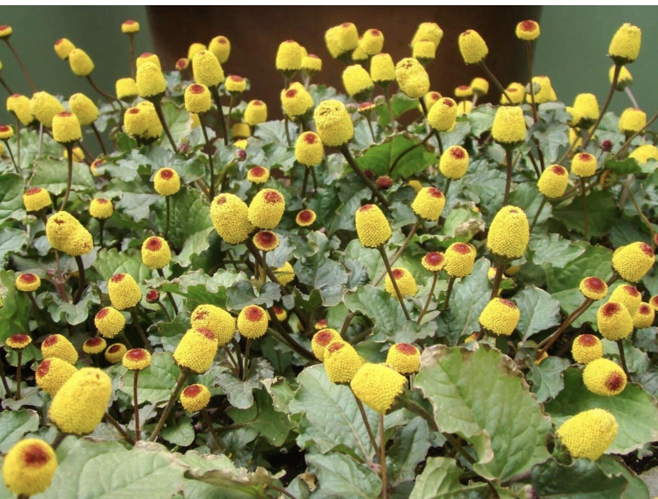 150 individual Dried Szechuan Buttons Flowers. | eBay