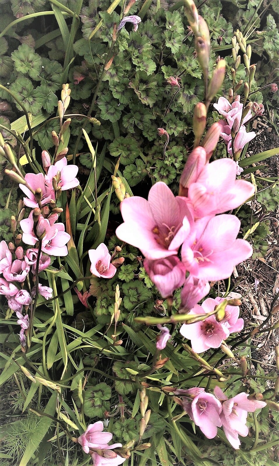 3 Pink Tritonia plants | eBay Australia