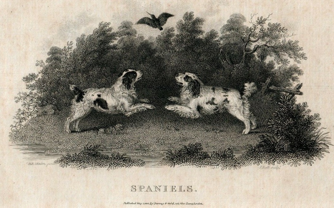 C.1801 SPANIELS COPPER ENGRAVING BY JOHN SCOTT, ARTIST H.B. CHALON ...